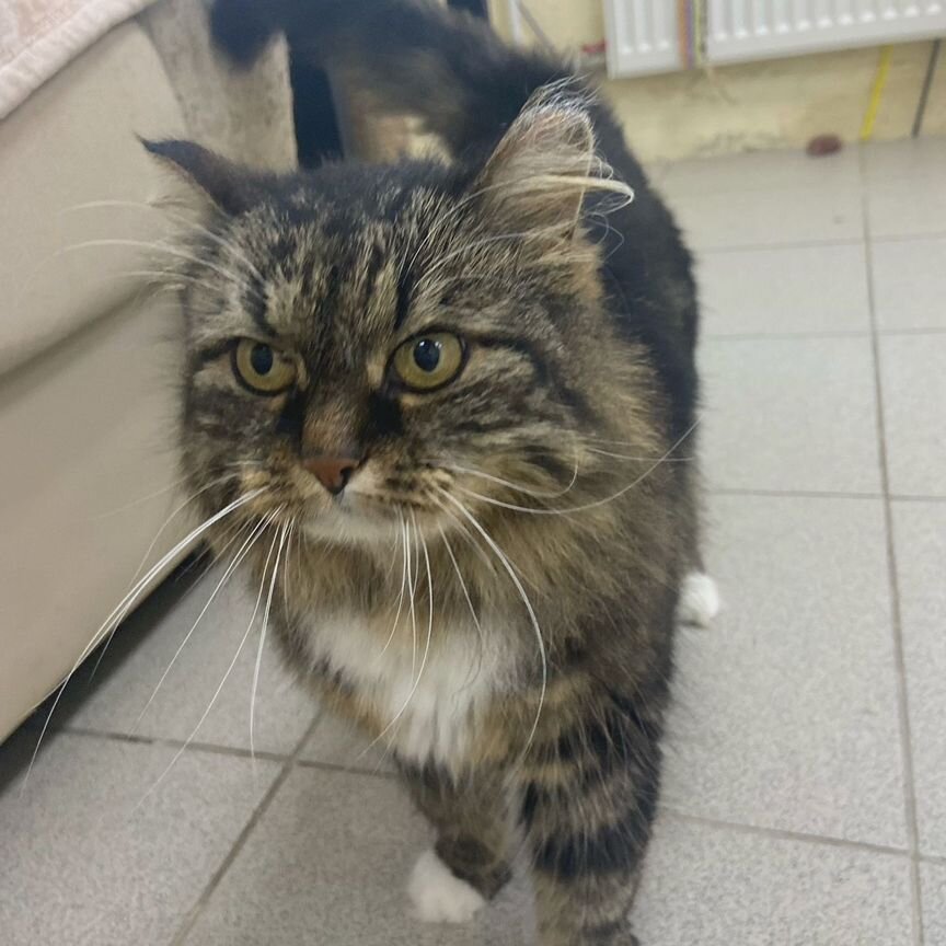 Кошка ищет дом