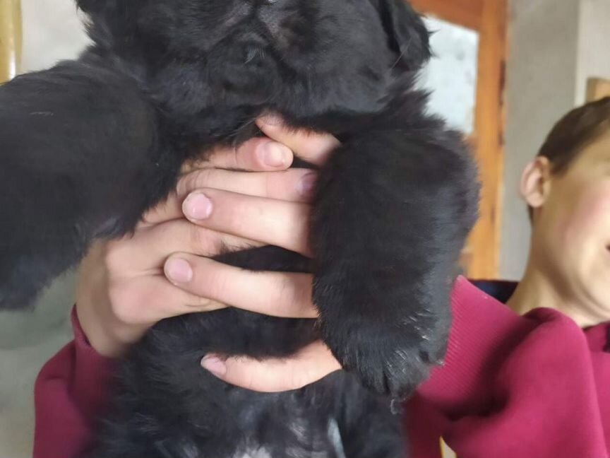 Немецкая овчарка