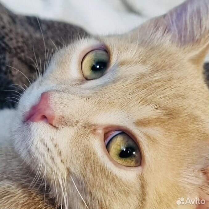 Котенок Темочка рыжий чудик ищет семью