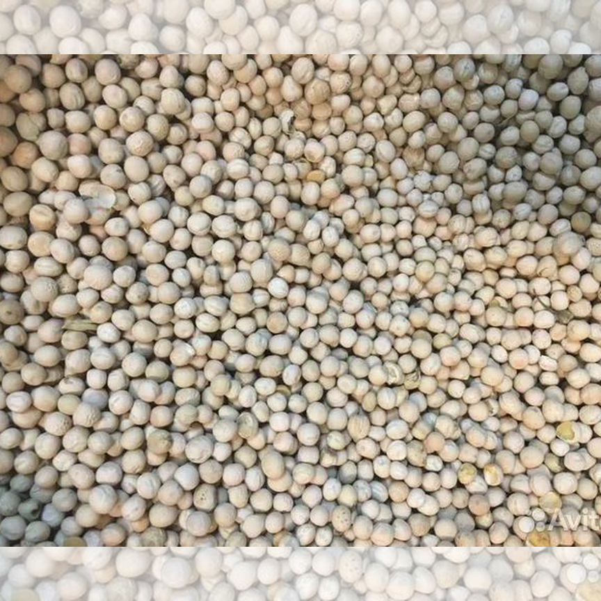 Горох кормовой