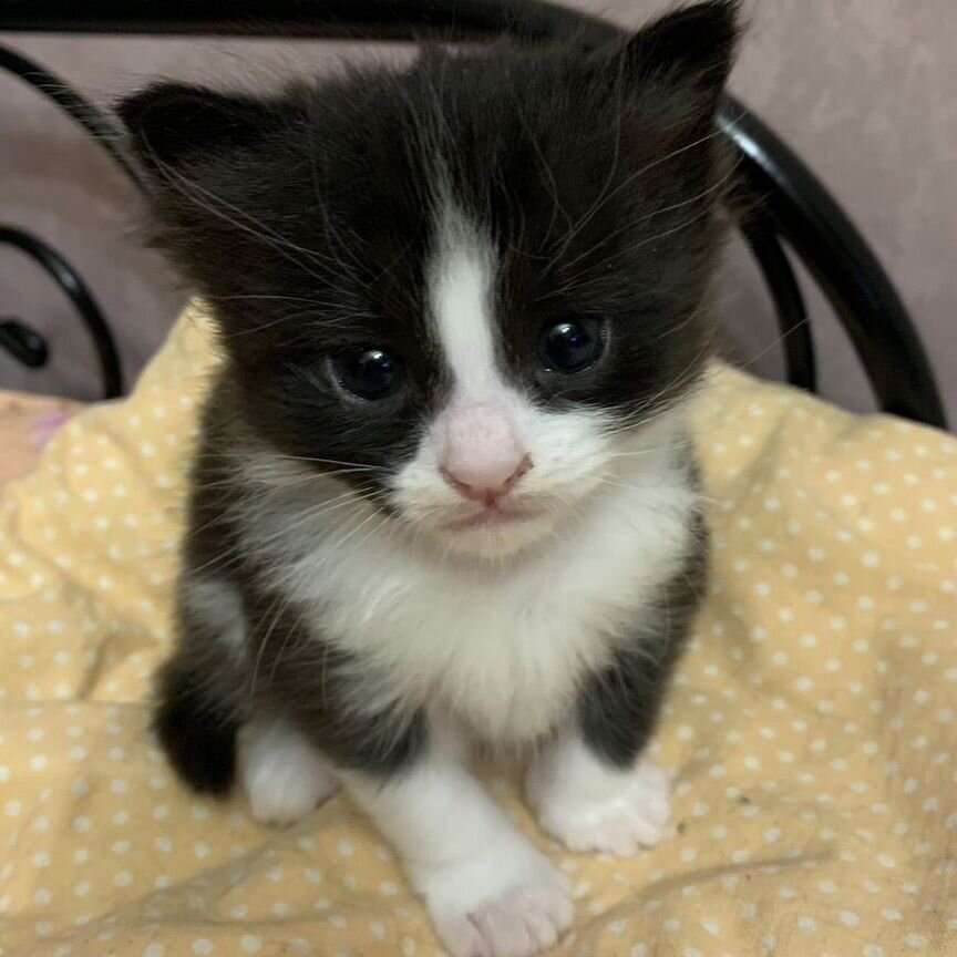 Котенок в добрые руки