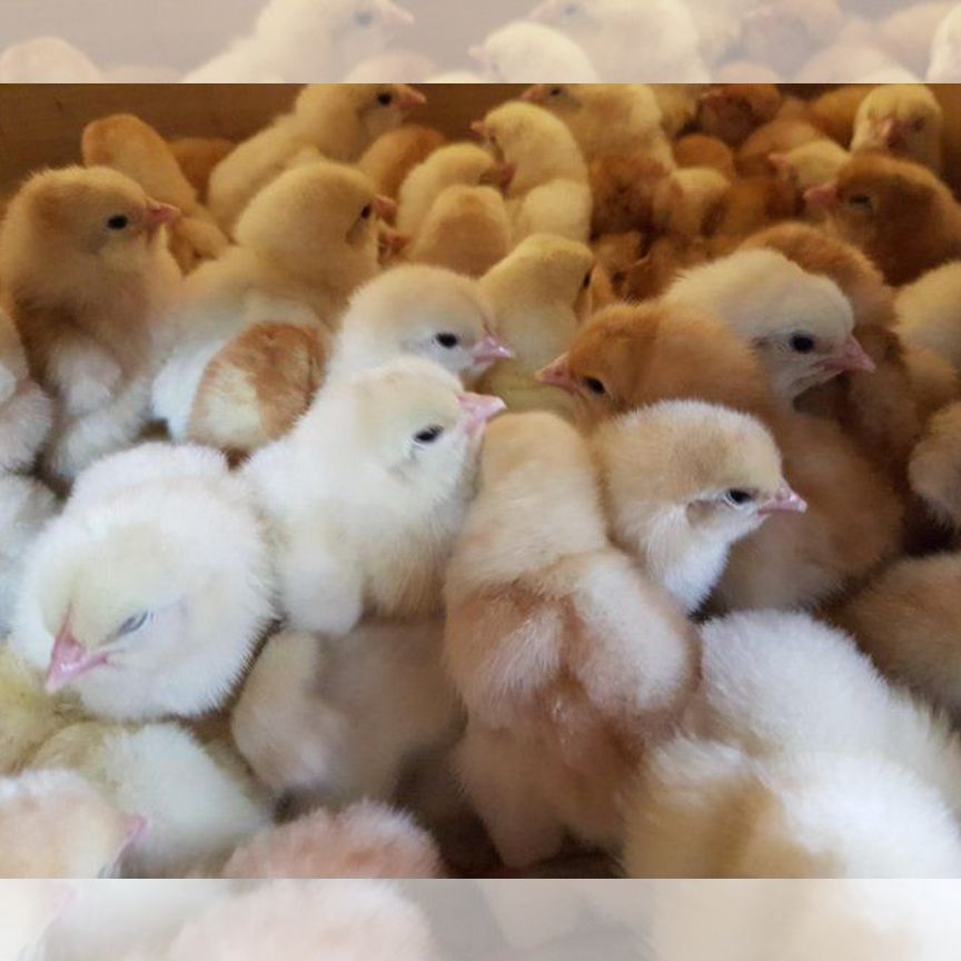 Цыплята суточные несушки рыжие