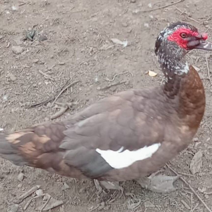 Селезень индоутки