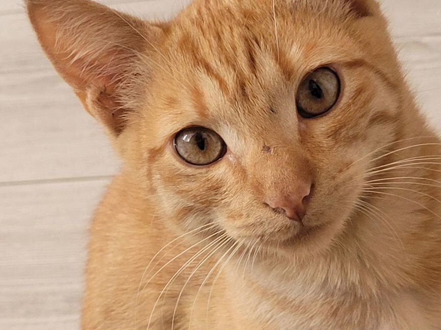 Рыжий котенок после перелома лапки ищет дом