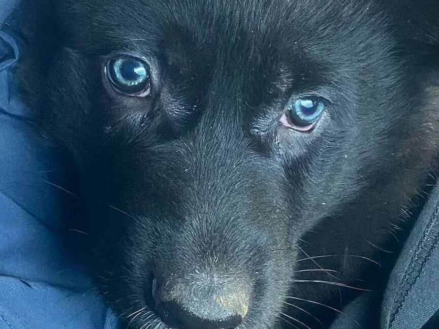 Собака немецкая овчарка