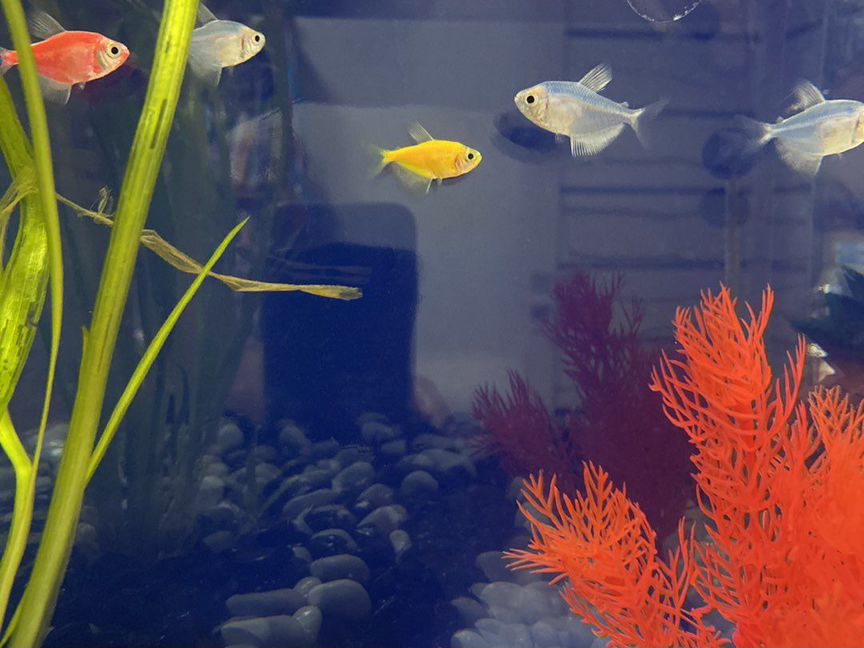 Тернеция 5 шт