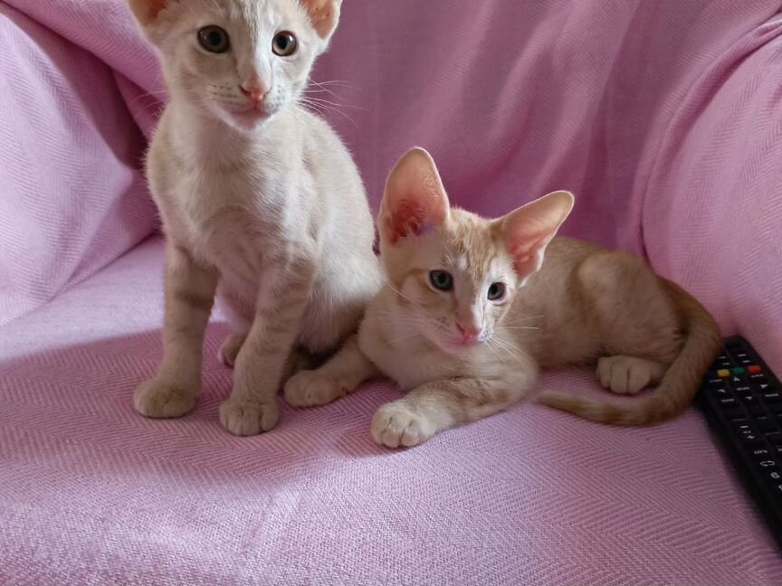 Котятки ориенталы