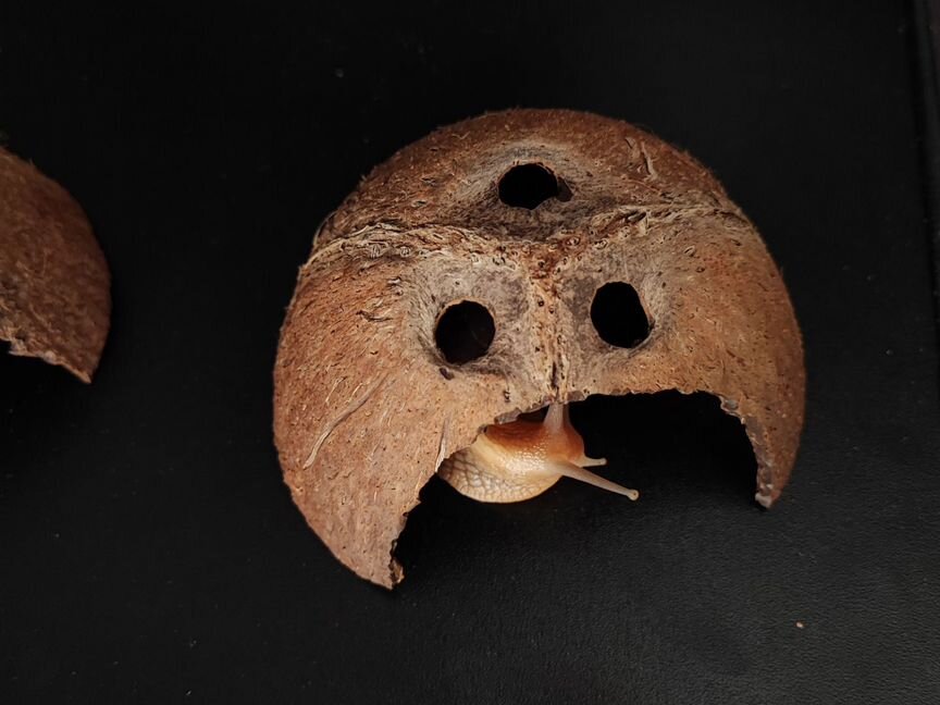 Домики для улиток из кокоса