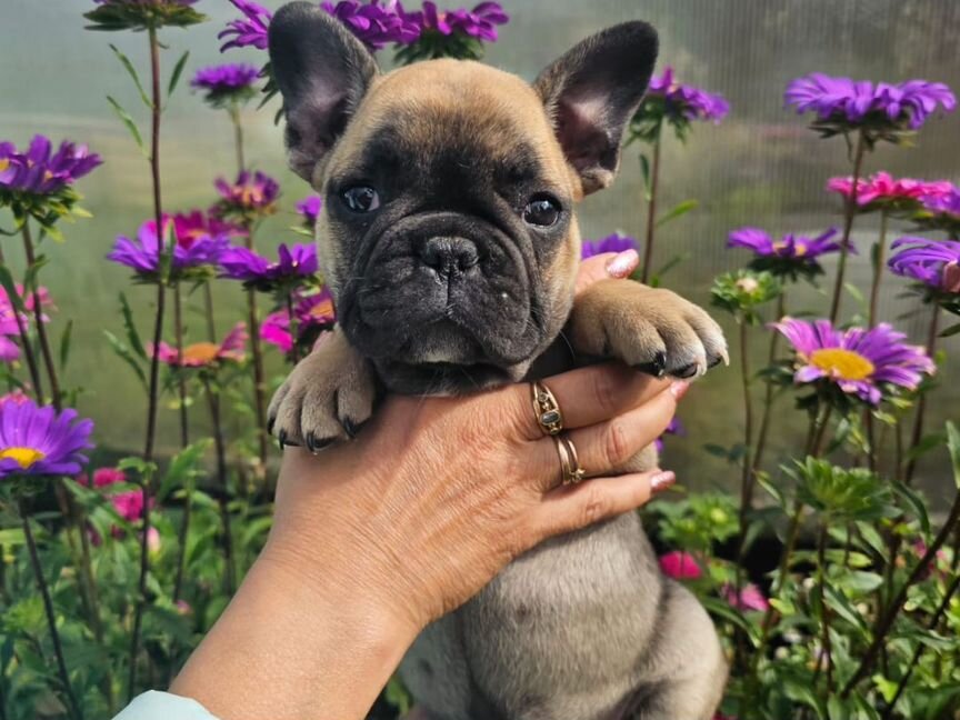 Французский бульдог