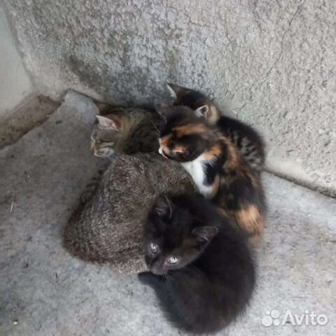 В добрые руки