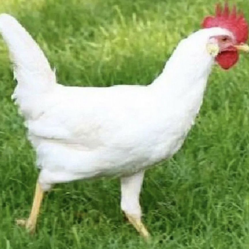 Петух полгода