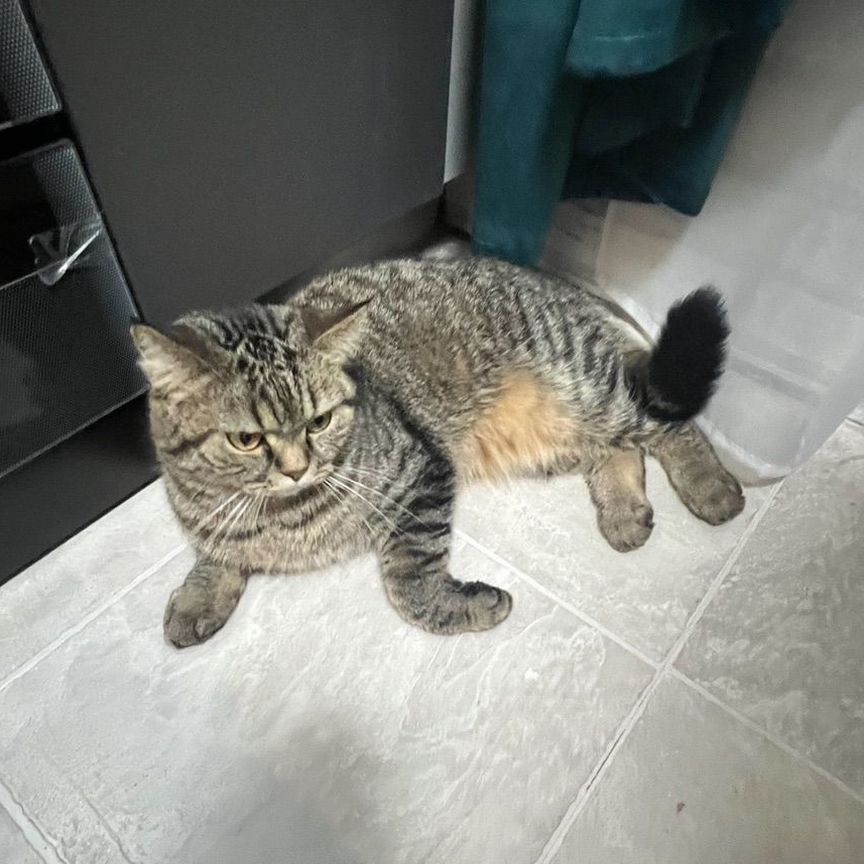 Кошка шотландский тигрёнок