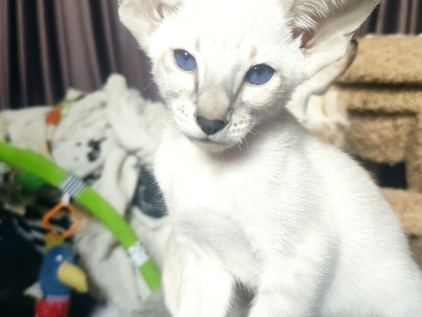 Ориентальные котята с документами