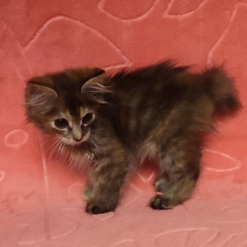 Котёнок комнатная рысь