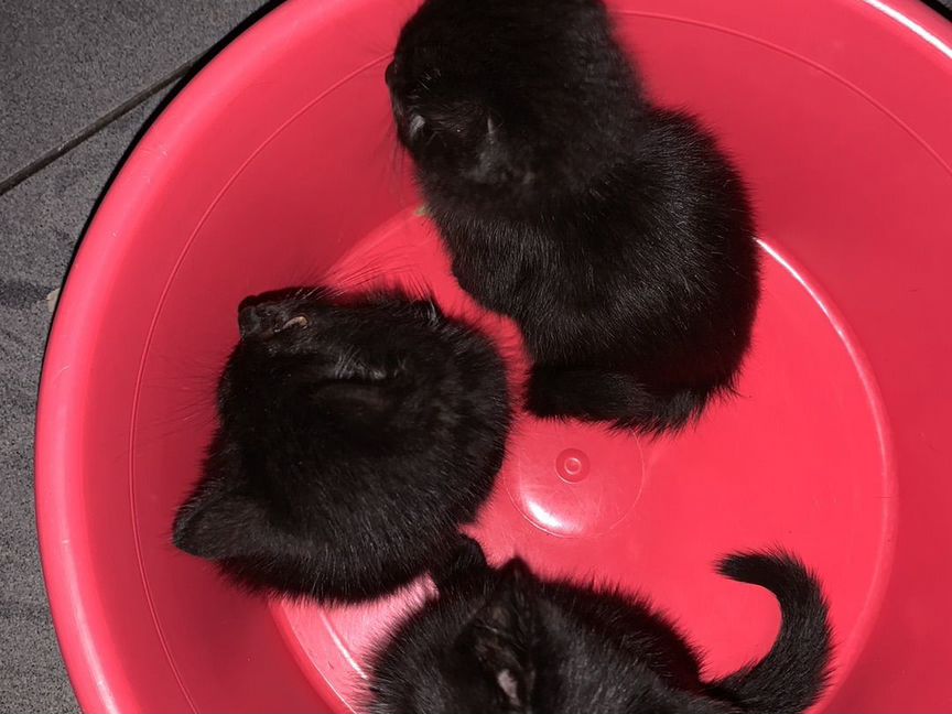 Котятя-угольки 2 мес бесплатно