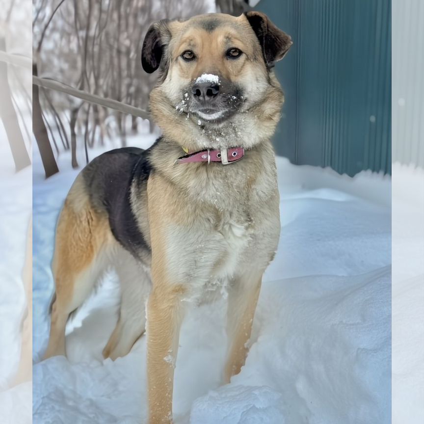 Взрослая собака в добрые руки
