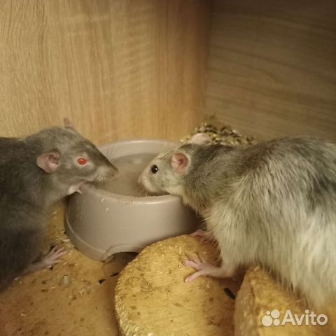 Крыса дамбо и чёрный дьявол