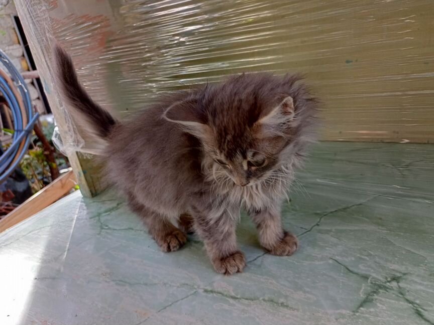 Котята