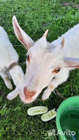 Зааненские козы