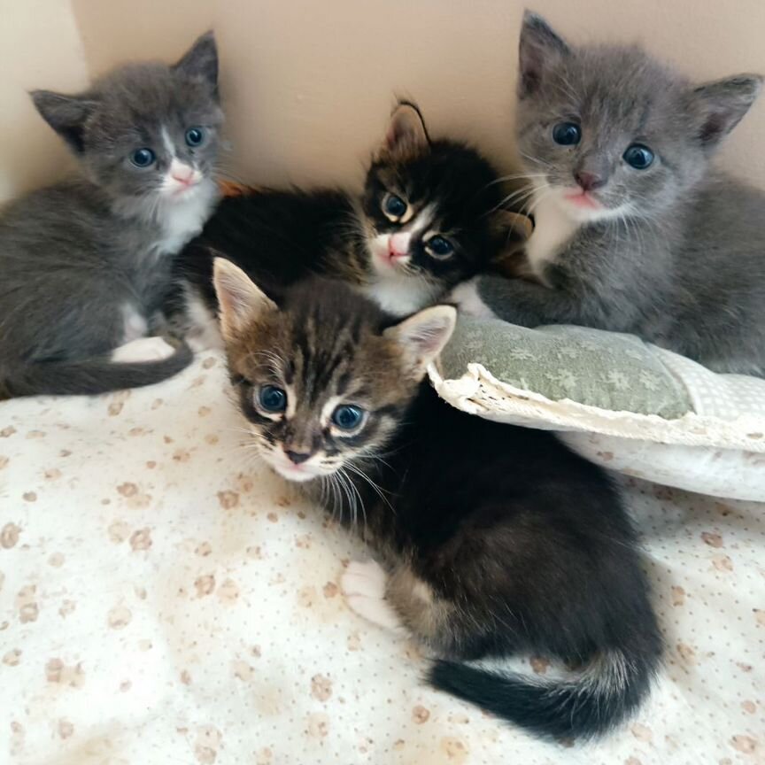 Продаются котята