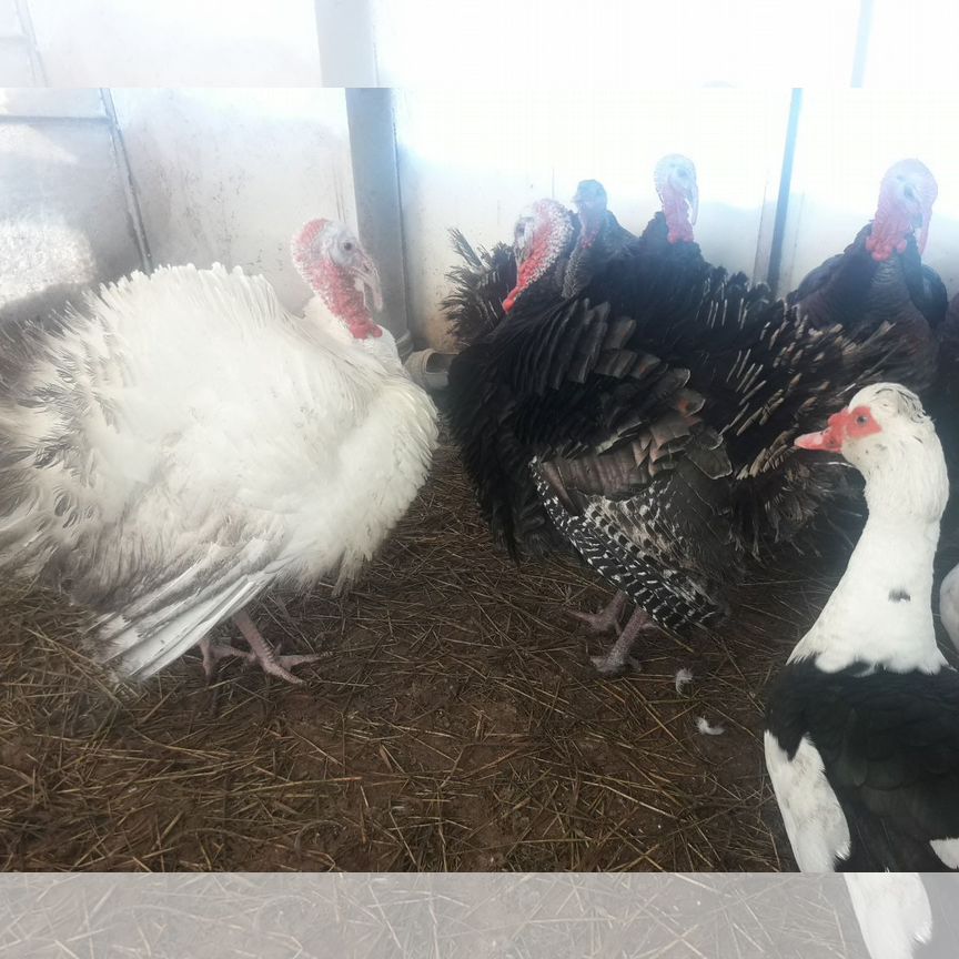 Индюки на племя