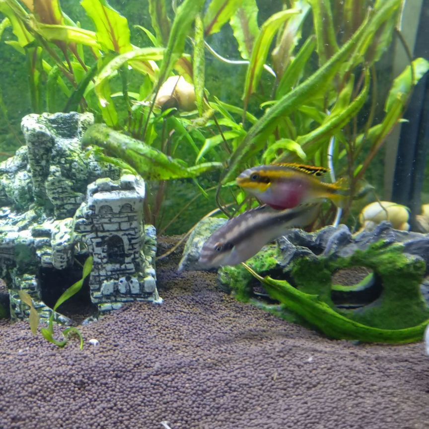 Пара пельвикохромис