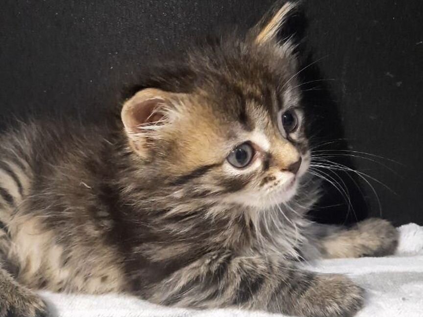 Котята