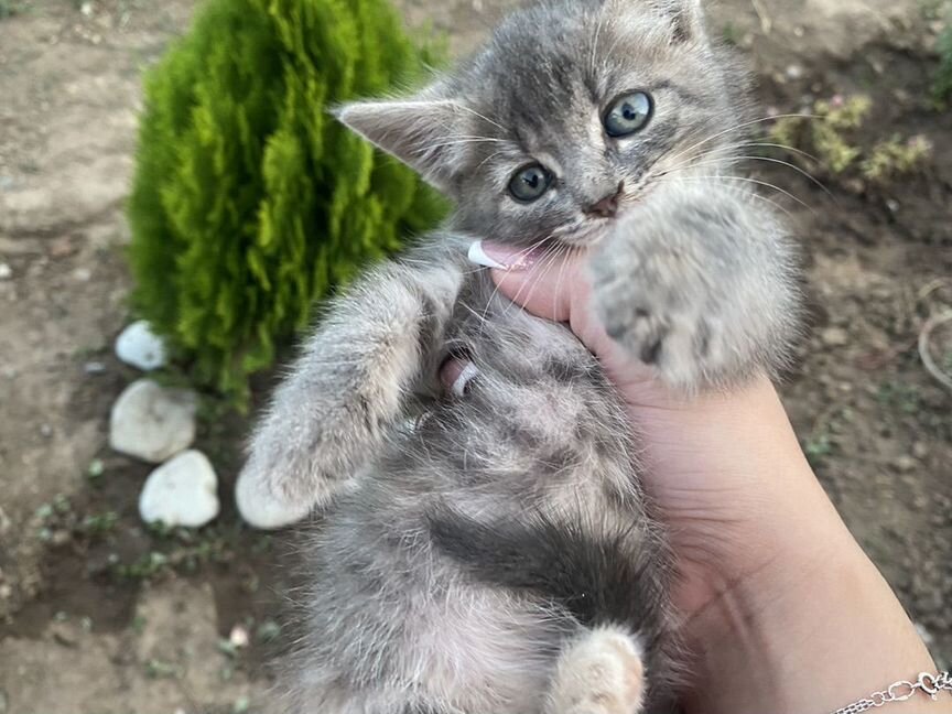 Серый пушистый котенок