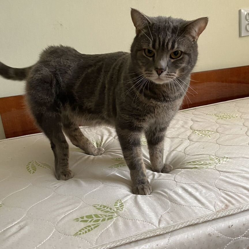 Кот Сэм