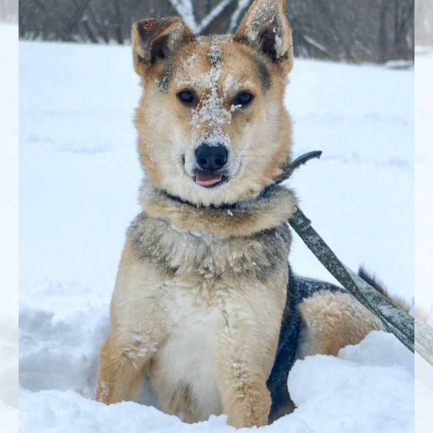 Взрослый пёс в добрые руки