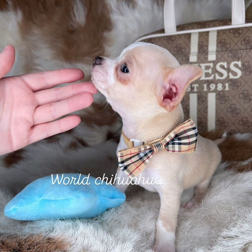 Мальчик Чихуахуа