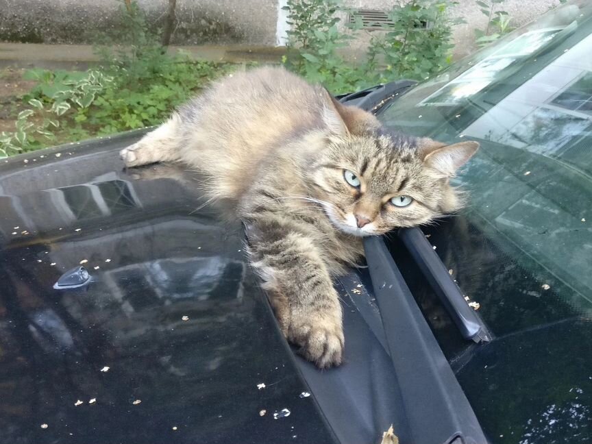 Кошка погибает на улице