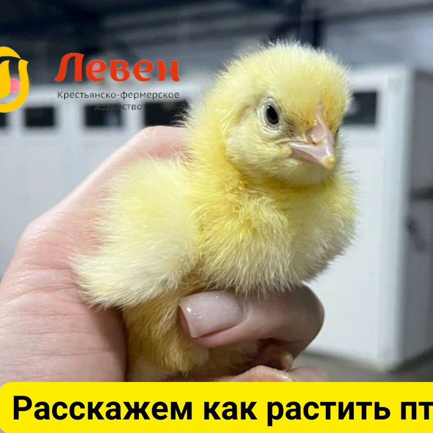 Суточные цыплята бройлеры кобб-500 и росс-308