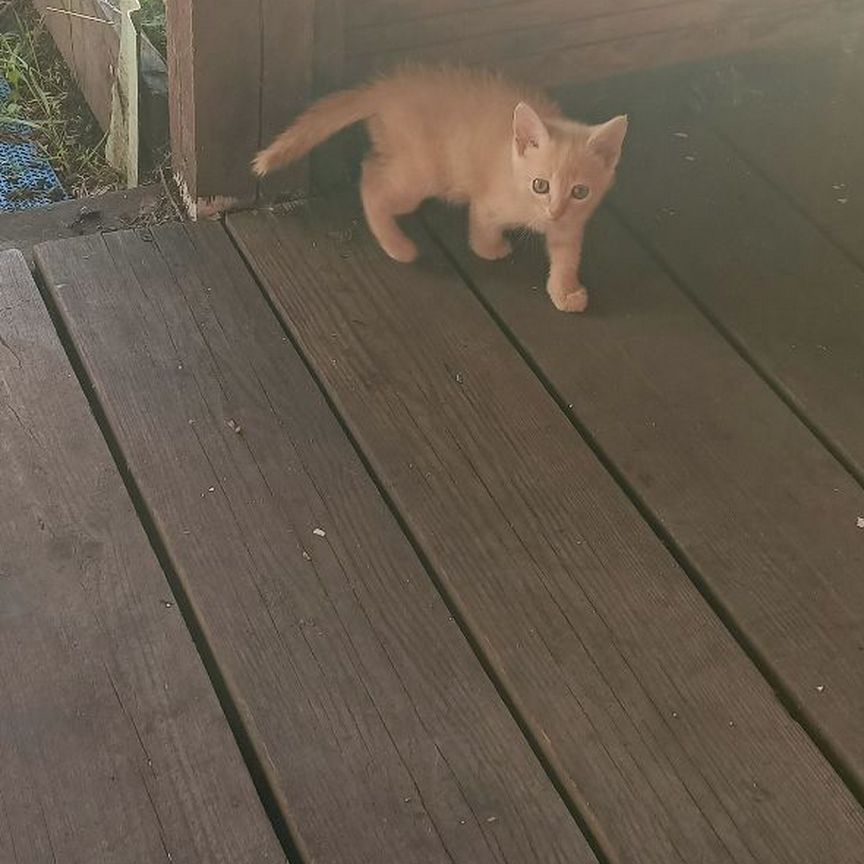 Котята в добрые руки бесплатно
