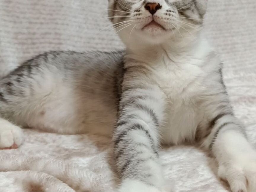 Мейн-кун метис