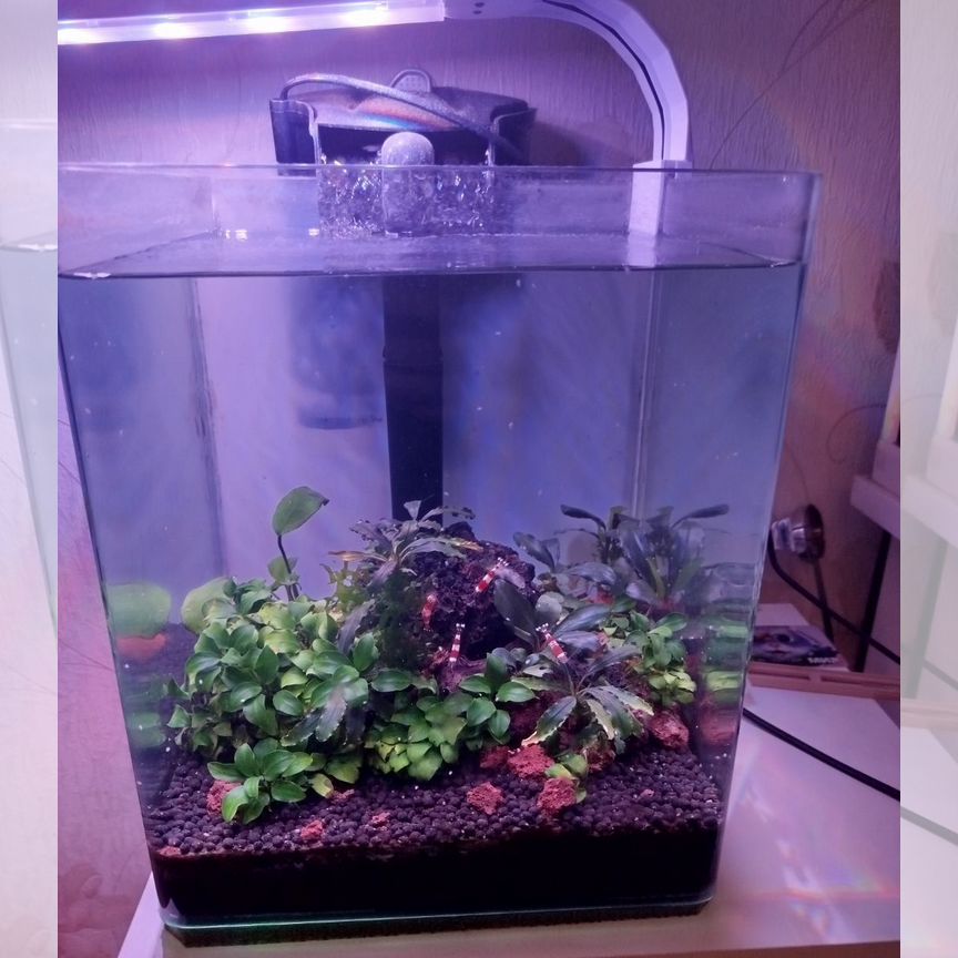 Аквариум - креветочник