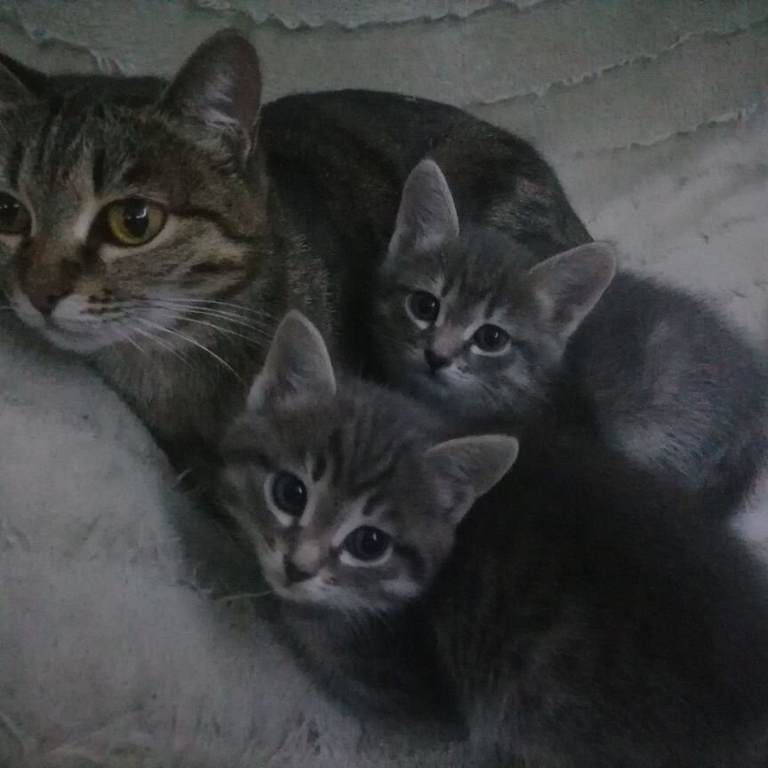 Отдам котят девочек в добрые руки