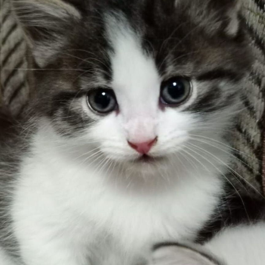 Котята в добрые руки приучены к лотку