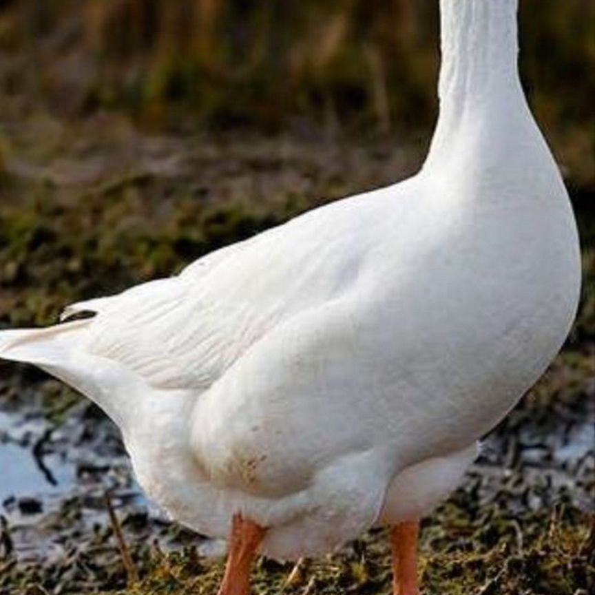 Гуси породы линда