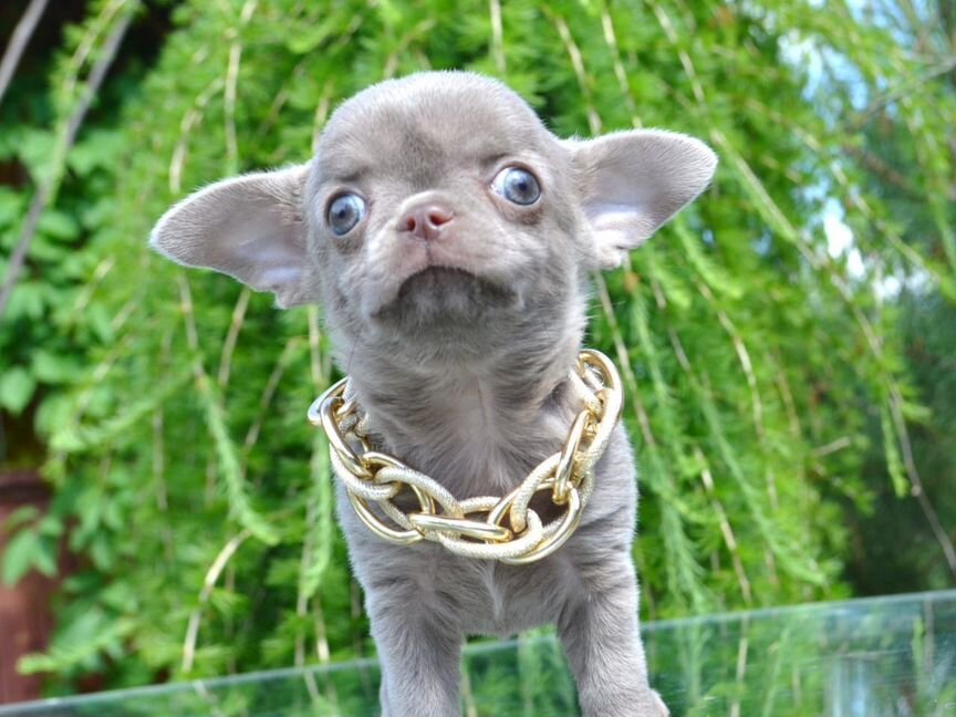 Чихуахуа лиловый мультик