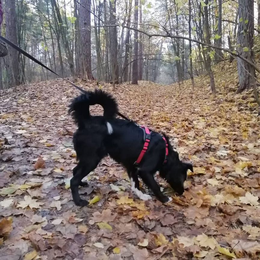 Маленький чёрный песик