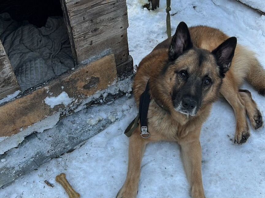 Собака в добрые руки овчарка