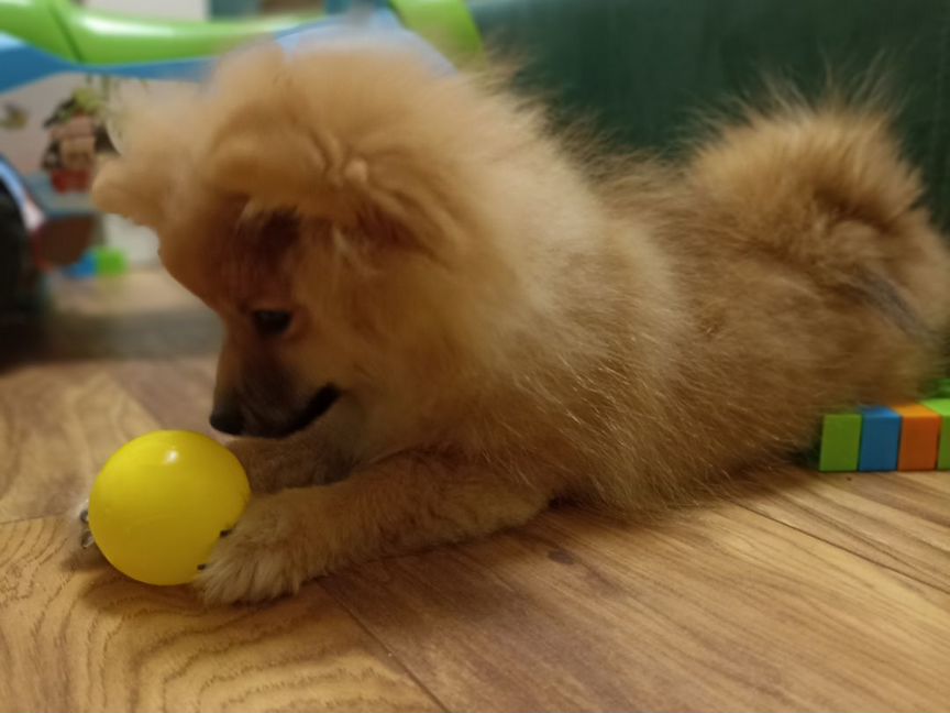 Щенки шпица