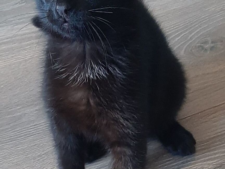 Котенок в добрые руки