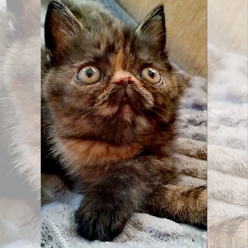 Экзотические котята