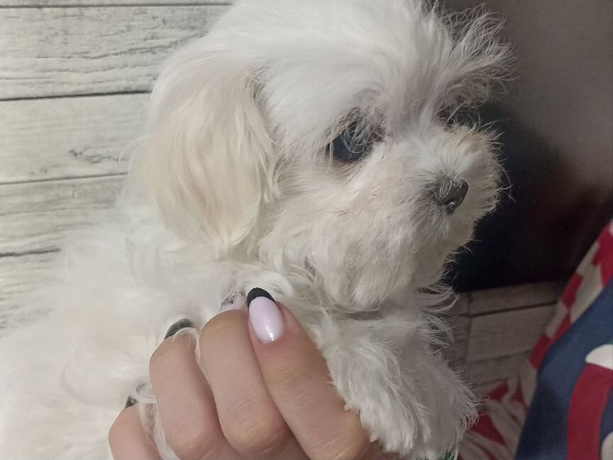 Мальтийская болонка мини девочка