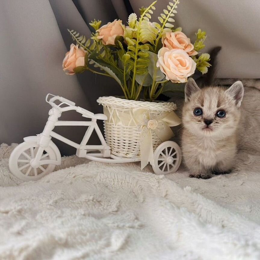 Манчкин котёнок