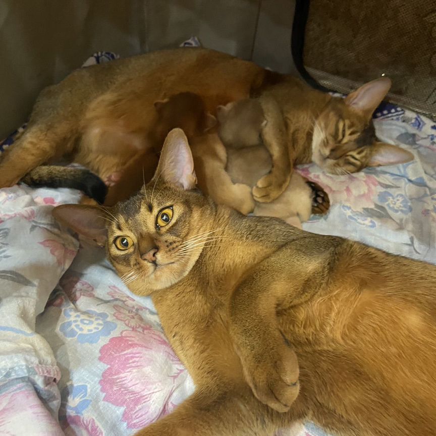 Абиссинские котята