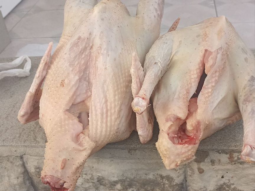 Мясо индейки