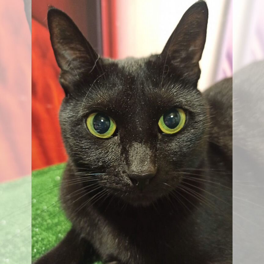 В добрые руки